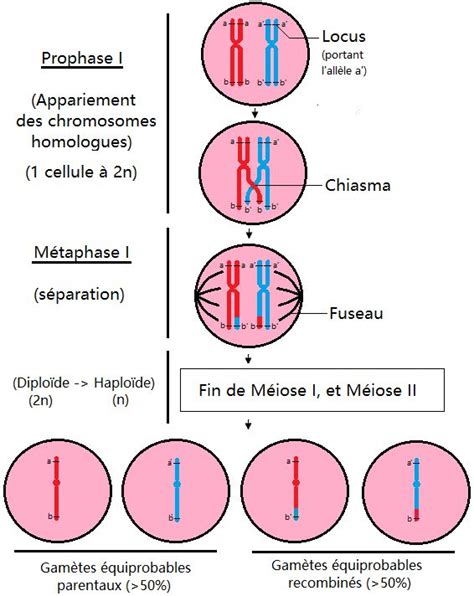Crossing Over Parties Du Cerveau Corps Humain Adn