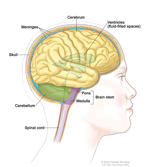 Cerebrum Brain