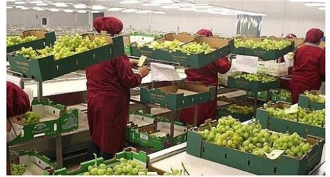 Sector agropecuario creció 7 4 en mayo el valor más alto en lo que va