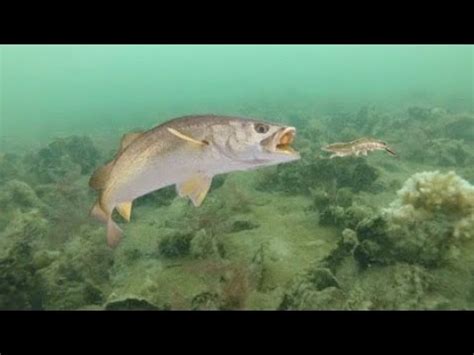Slack Tide Blues Look For Speckled Trout In Deep Holes YouTube