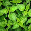 Mejores Plantas Medicinales Para Alergia Rinitis O Fiebre Del Heno