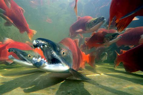 Spawning Kokanee Salmon Westernbass