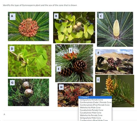 Solved Identify The Type Of Gymnosperm Plant And The Sex Of Chegg