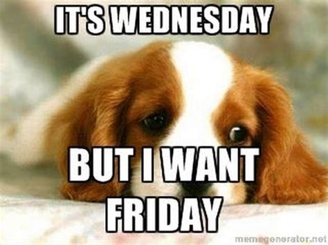 45 Hump Day Memes To Get You Through The Rest Of The Week Inspirationfeed