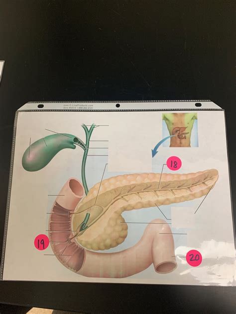 Gall Bladder And Pancreas Diagram Quizlet