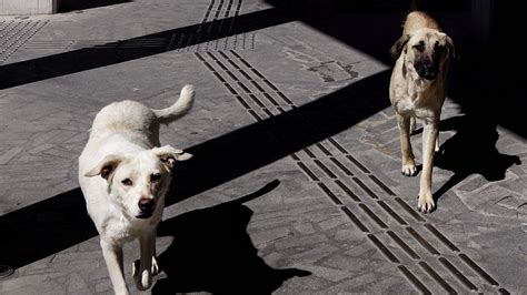 Día Nacional del Perro Los perros callejeros en México una
