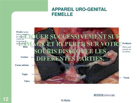 PPT DISSECTION DE L APPAREIL URO GENITAL DE SOURIS PowerPoint