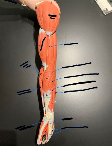 Upper Extremity Model Diagram Quizlet