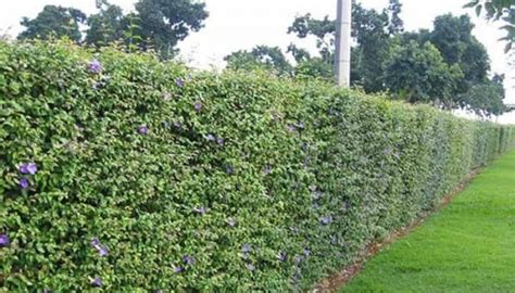 Plantas Para Cerca Viva Como Fazer Uma Cerca Plantas Paisagismo