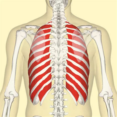 Pijn Onder De Ribben Oorzaken En Behandeling Mens Gezondheid