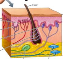 Sensory Receptors In The Skin Diagram Quizlet