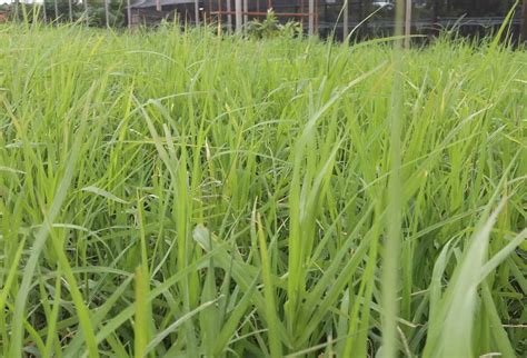 Ventajas Del Pasto Tifton En La Producci N De Forraje Y Pastoreo