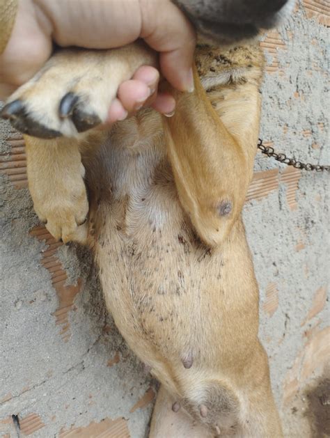 A Gazeta Animais são flagrados em situação de maus tratos em Itapemirim