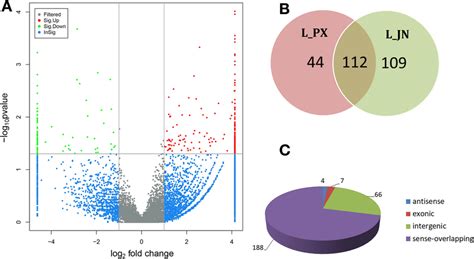 Overview Of DEcircRNAs In The L JN And L PX A Volcano Plots Showing