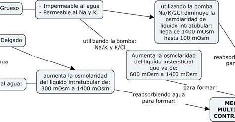FISIOLOGÍA BÁSICA Mecanismo multiplicador contracorriente
