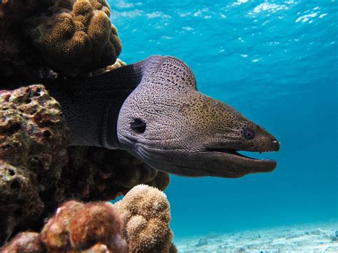 Could The Loch Ness Monster Be A Giant Eel Portuguese News