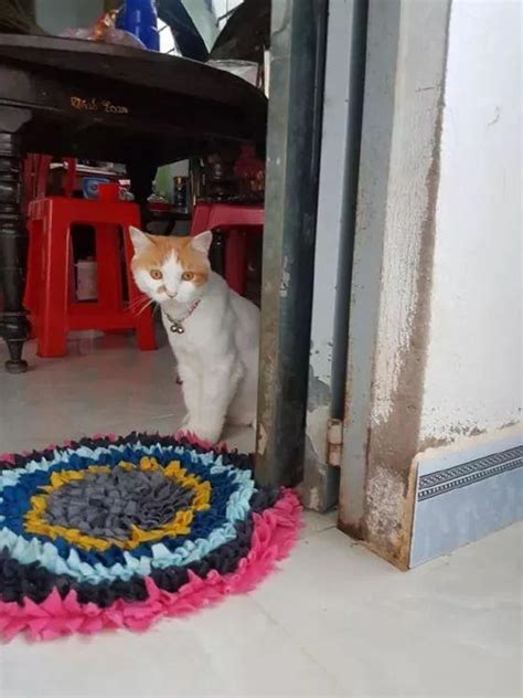 猫辛苦给主人抓了3只老鼠还特意躲在角落看主人会不会收 知乎