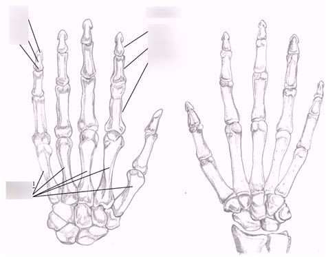 Upper Extremity Metacarpals And Phalanges Diagram Quizlet