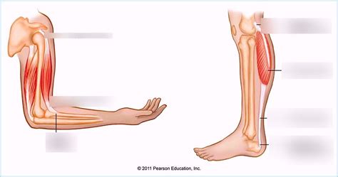 Muscle Origin And Insertion Diagram Quizlet