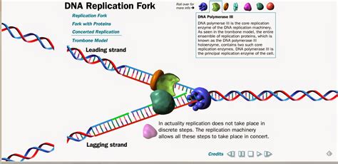 Dna Replication Process Diagram