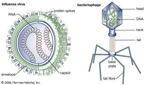 Structure And Features Of Viruses Britannica