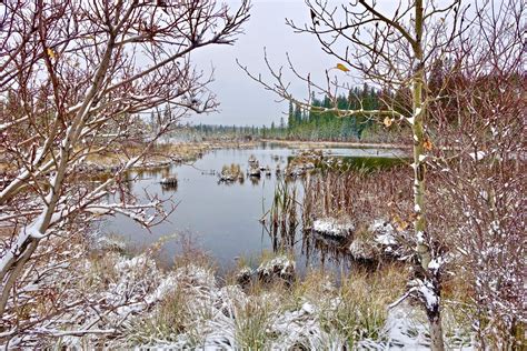 Gratis billeder landskab træ natur marsk sump ødemark sne kold