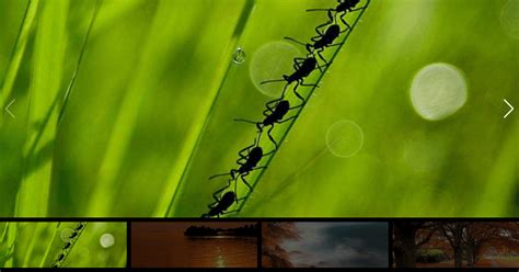 Swiper Thumbs Gallery Angular Codesandbox