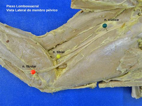 Plexo Lombossacral Anatomia Veterin Ria I