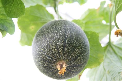 Como Plantar Mel O Dicas De Cultivo E Passo A Passo De Cuidados