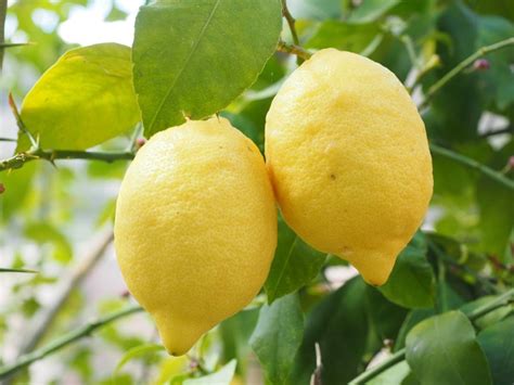 Día Mundial del Limón Lo que debes saber sobre este fruto que es rey