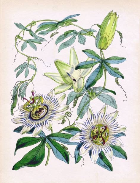Passionflower Flower Vintage Art Free Stock Photo Public Domain Pictures