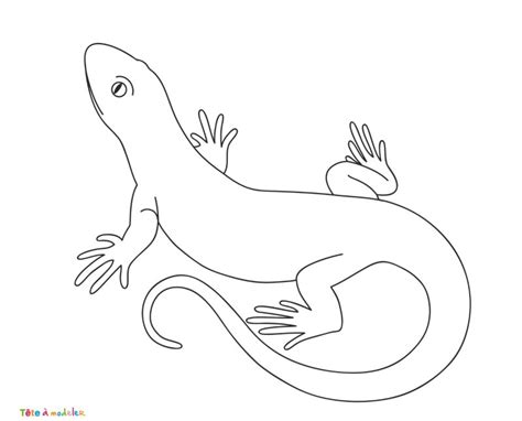 Coloriage lézard 10 un dessin à imprimer de Tête à modeler