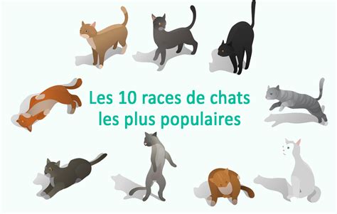 Les 10 Races De Chat Les Plus Populaires