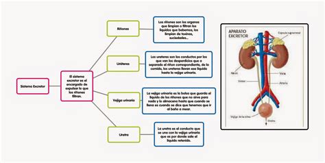 Imagenes De Mapa Conceptual Sobre El Aparato Excretor Suhu Ilmu Porn