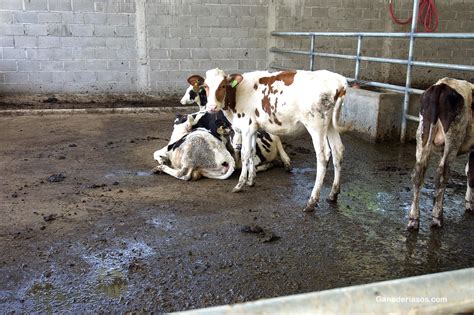 MANEJO DE REEMPLAZOS EN LA GANADERÍA LECHERA Ganaderia SOS Solución