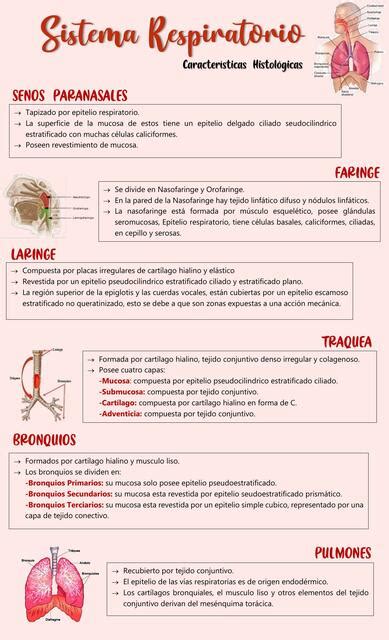 Sistema Respiratorio características Histológicas Flor Salguero uDocz