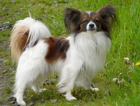 As 17 raças de cachorro pequeno mais populares e fofas Maiores e