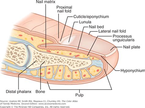 What Is The Nail Plate Composed Of