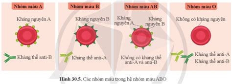 Quan sát hình 30 5 và cho biết tên các loại kháng nguyên kháng thể ở