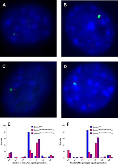 RNA FISH Showing Biallelic Expression Of Deregulated Genes In The Snrpn