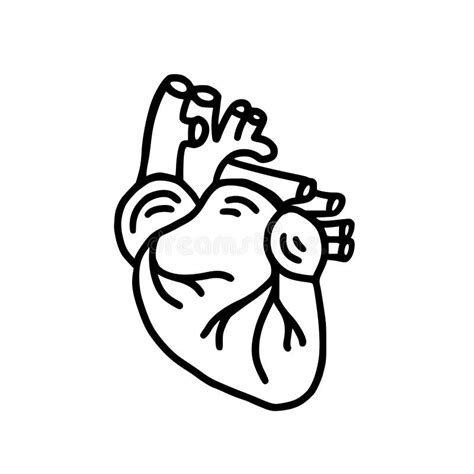 Human Heart Organ Hand Drawn Doodle Icon Anatomical Heart Shape