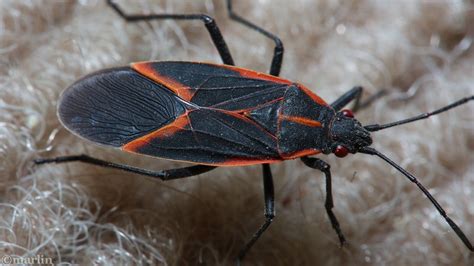 Box Elder Bug North American Insects Spiders