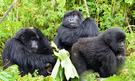 4 Days Double Gorilla Trekking Rwanda 4 Days Gorilla Safari