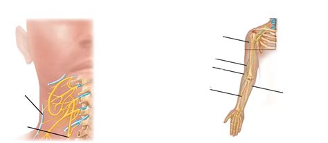 Cervical And Brachial Plexus Diagram Quizlet
