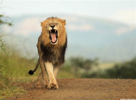 Ultimate Compilation Of Lion Images In Full K Breathtaking Lion