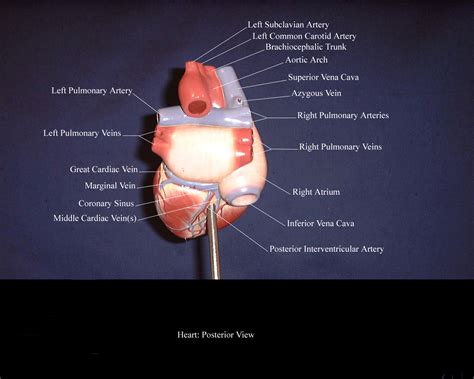Heart Diagram Labeled Posterior View