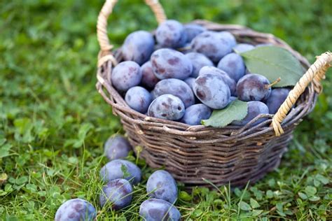 Confiture de prunes sauvages au citron allégée en sucre Mes