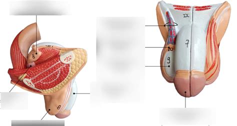 Lab Practical Urinary And Reproductive Systems Diagram Quizlet