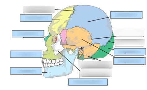 Skull Labeling Diagram Quizlet