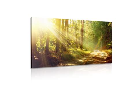 Wandbild Sonnenstrahlen Im Wald Dovido De